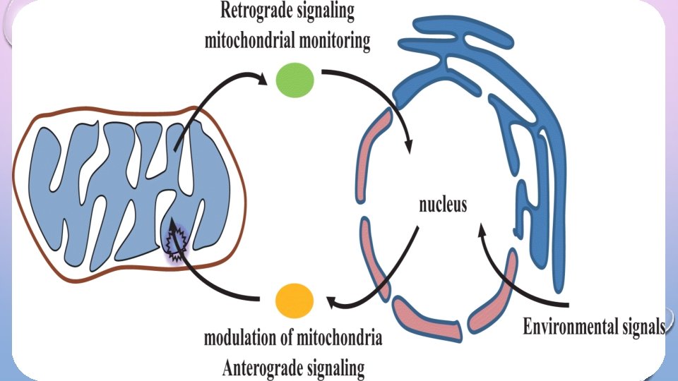 Mitochondrial signals presented by dr Amira Salah assistant