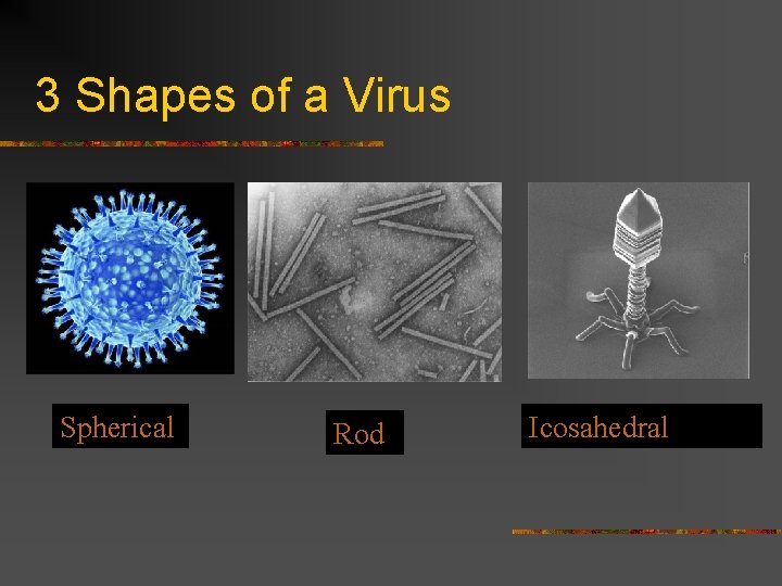 Virus vs Bacterium MT Immune System Vs Characteristics