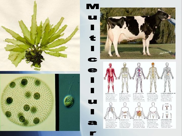 What is Life Biology Vocabulary Cell Unicellular Multicellular