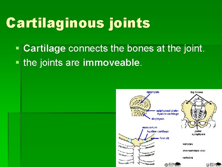 Body Joints Every bone in the body is