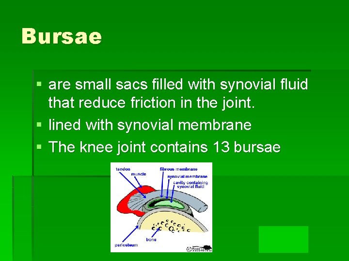Body Joints Every bone in the body is