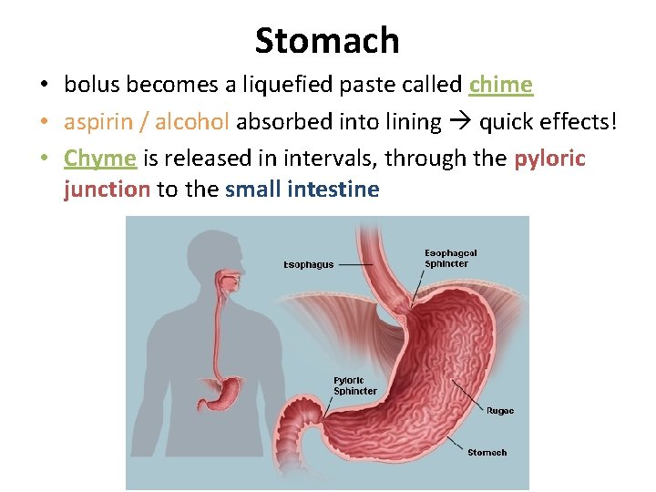 The Human Digestive System ingestion digestion chemical and