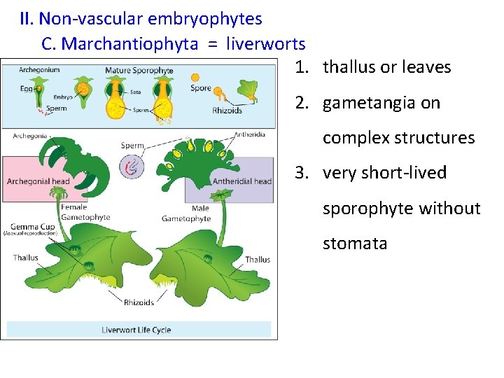 Embryophytes land plants fern moss gymnosperm angiosperm I