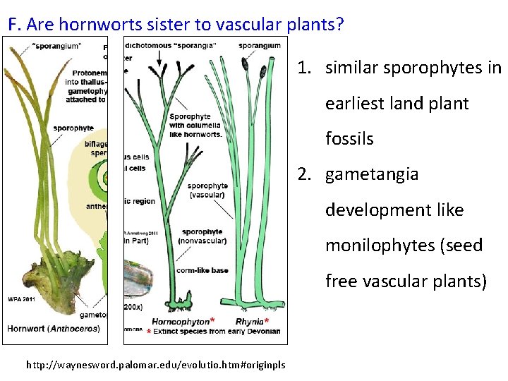 Embryophytes land plants fern moss gymnosperm angiosperm I