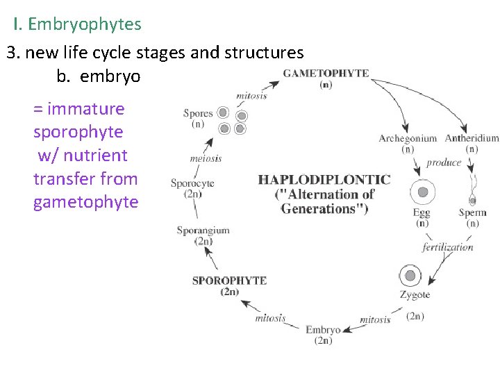 Embryophytes land plants fern moss gymnosperm angiosperm I