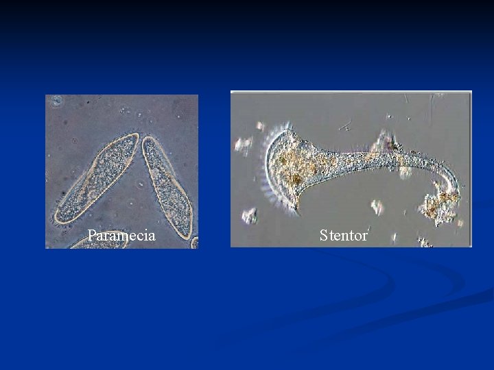 20 1 The Kingdom Protista A What Is