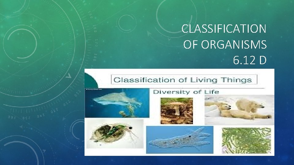 CLASSIFICATION OF ORGANISMS 6 12 D HOW ARE