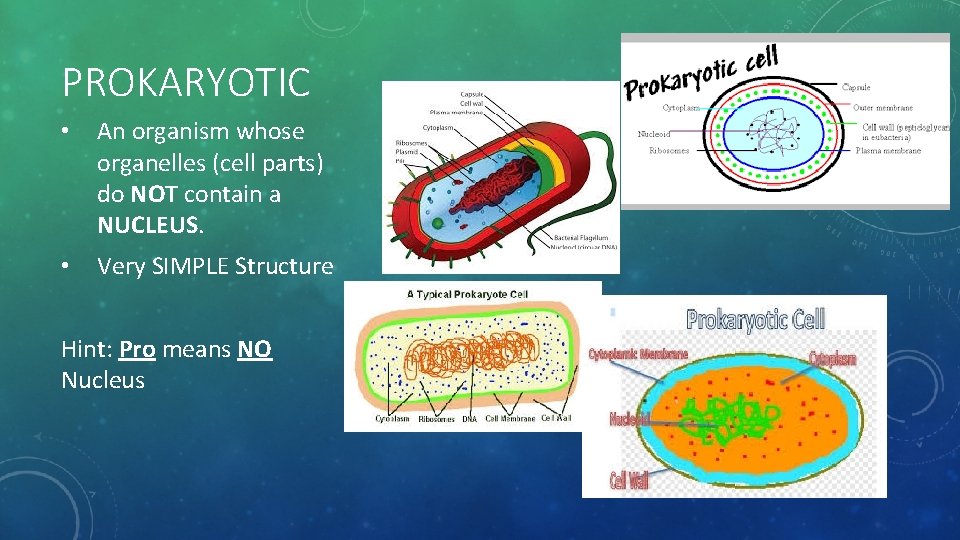 CLASSIFICATION OF ORGANISMS 6 12 D HOW ARE