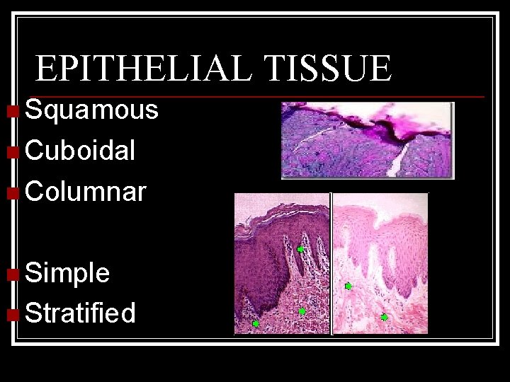 EPITHELIAL TISSUE n Squamous n Cuboidal n Columnar