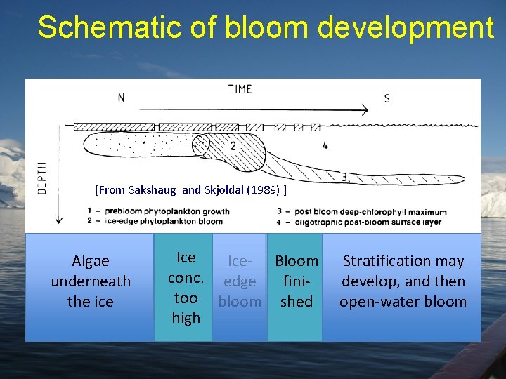 Interannual Changes in Arctic Iceedge Blooms Graham Quartly