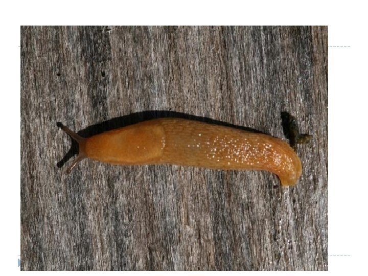 Limused Jagunevad Teod e khtjalgsed niteks kiritigu Karbid