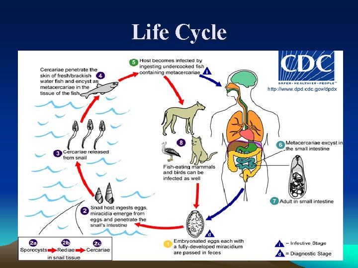 Intestinal Flukes Causal Agent The trematode Heterophyes heterophyes
