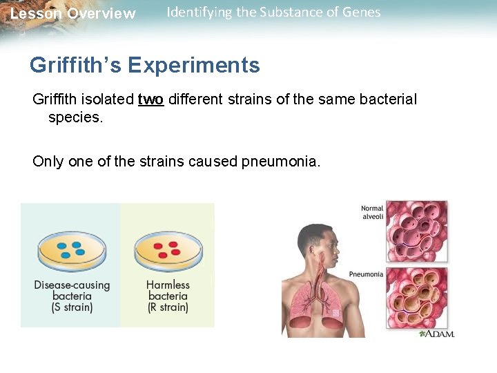 Lesson Overview 12 1 Identifying the Substance of