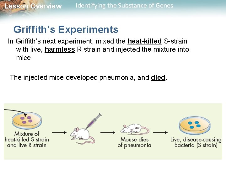 Lesson Overview 12 1 Identifying the Substance of