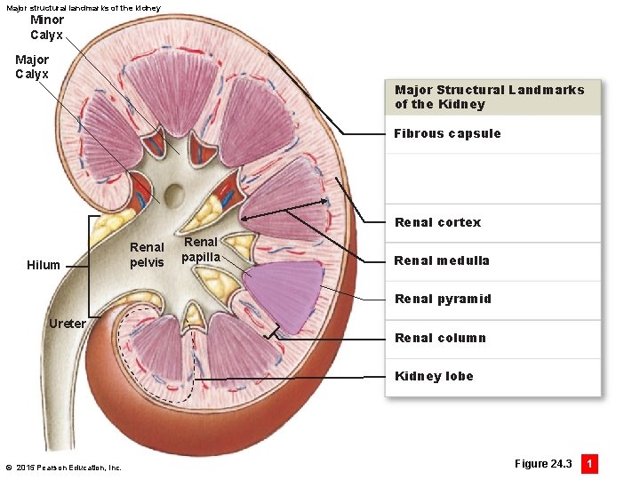 Urinary System Outcome I can describe the main