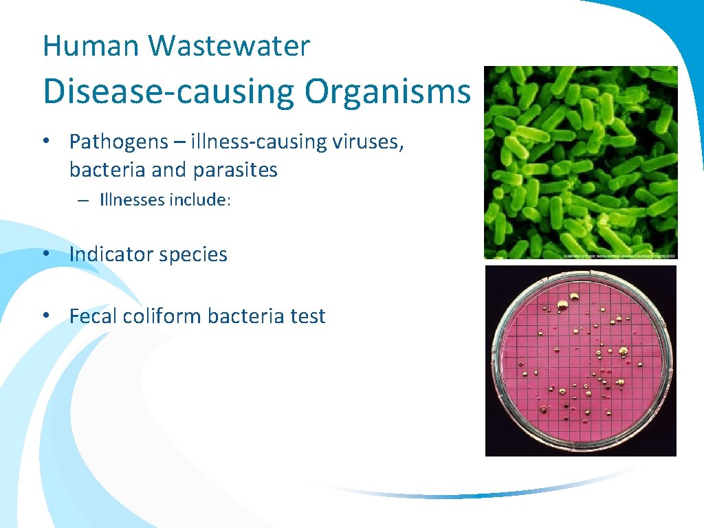 Chapter 14 Water Pollution The Chesapeake Bay Chesapeake