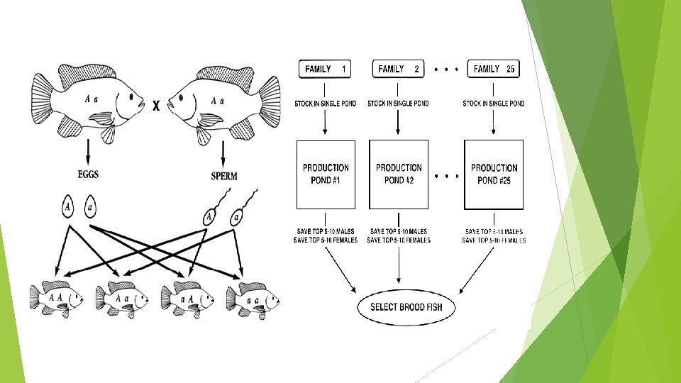Fish Hatchery Management for Maintaining the Genetic Quality