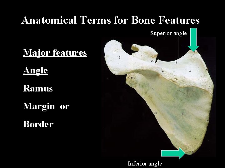 Bio 241 Unit 2 Lecture 1 Functions of