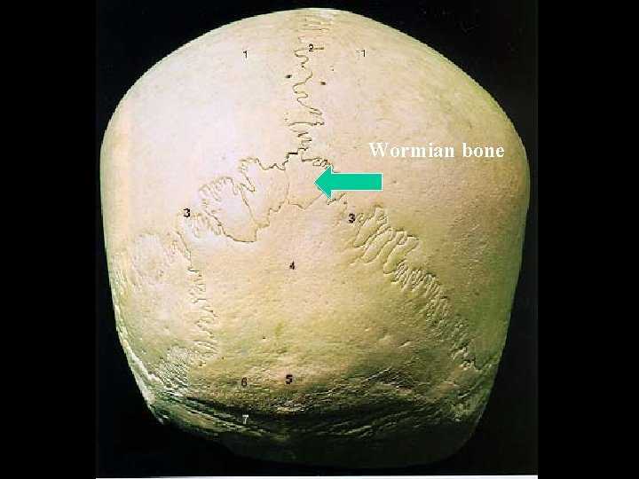 Bio 241 Unit 2 Lecture 1 Functions of