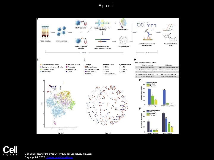 Potent Neutralizing Antibodies against SARSCo V2 Identified by