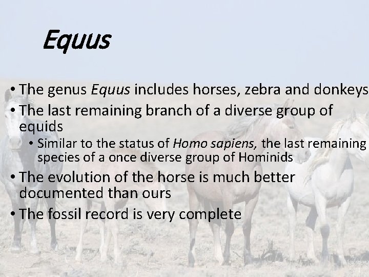Equine Science Evolution of the Horse History of