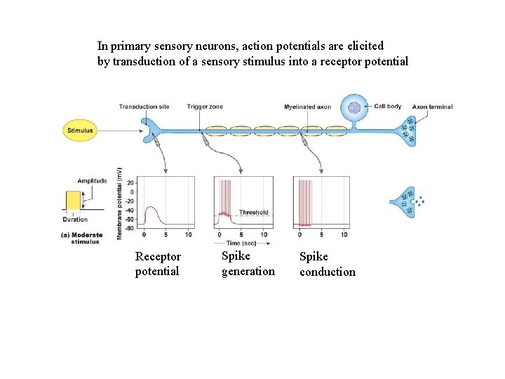 Sensorimotor Neurophysiology of Active Sensing Somatosensory System Part