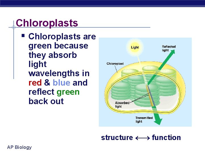 Chapter 10 Photosynthesis Life from Light AP Biology