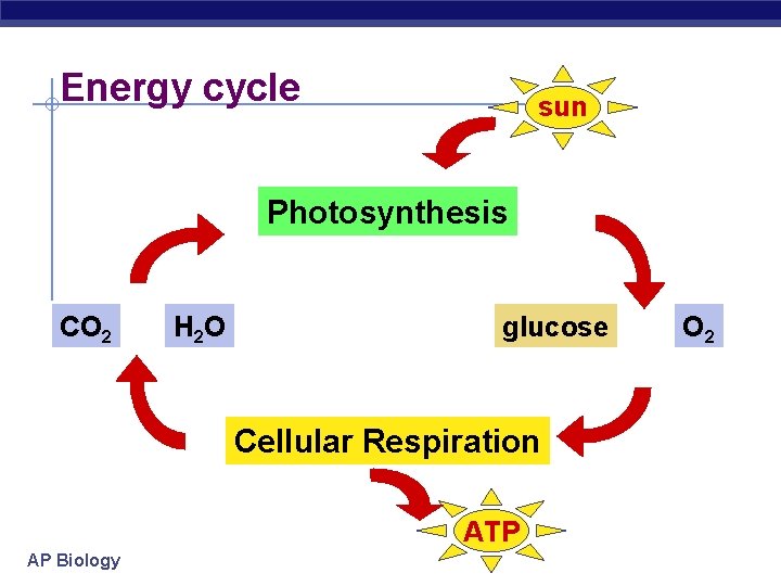 Chapter 10 Photosynthesis Life from Light AP Biology