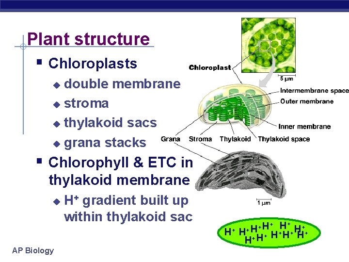 Chapter 10 Photosynthesis Life from Light AP Biology