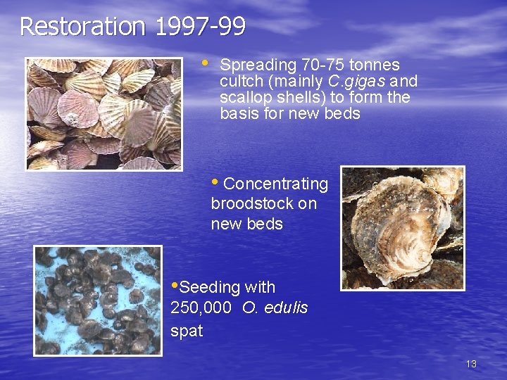 Pros and cons of smallscale native oyster Ostrea