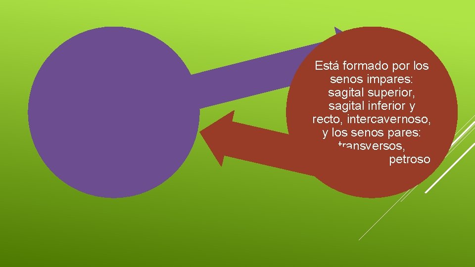 Est formado por los senos impares sagital superior