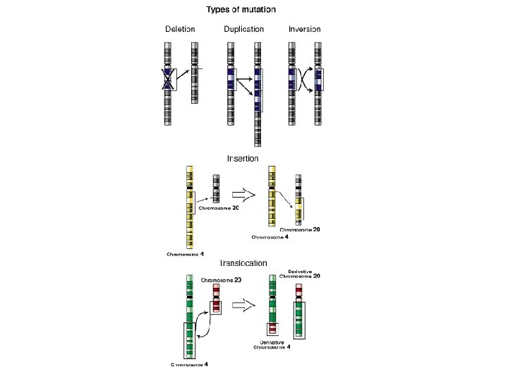 MUTATIONS Where when why and how Basic facts