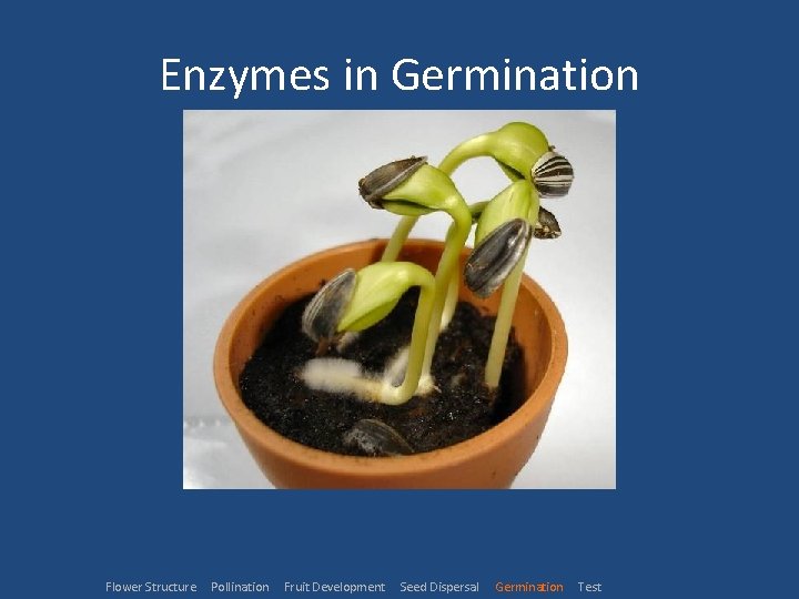 Enzymes in Germination Flower Structure Pollination Fruit Development