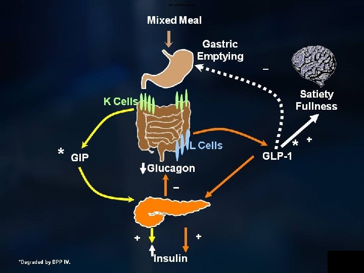 GlucagonLike Peptide1 Receptor GLP1 R Agonists and Dipeptidyl