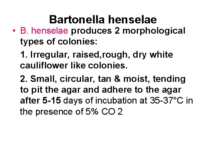 Etiological agents of culture negative infective endocarditis Bartonella