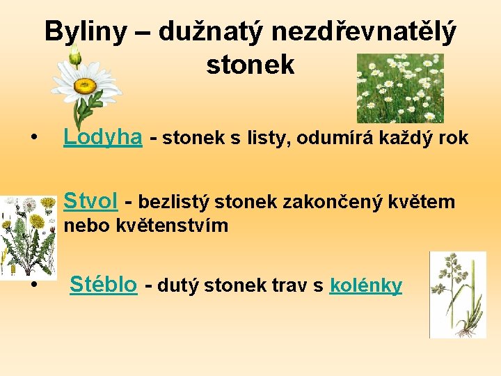 STAVBA TLA ROSTLIN Zkladn kola a Matesk kola