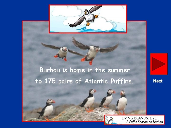 Next Exit Burhou is home in the summer