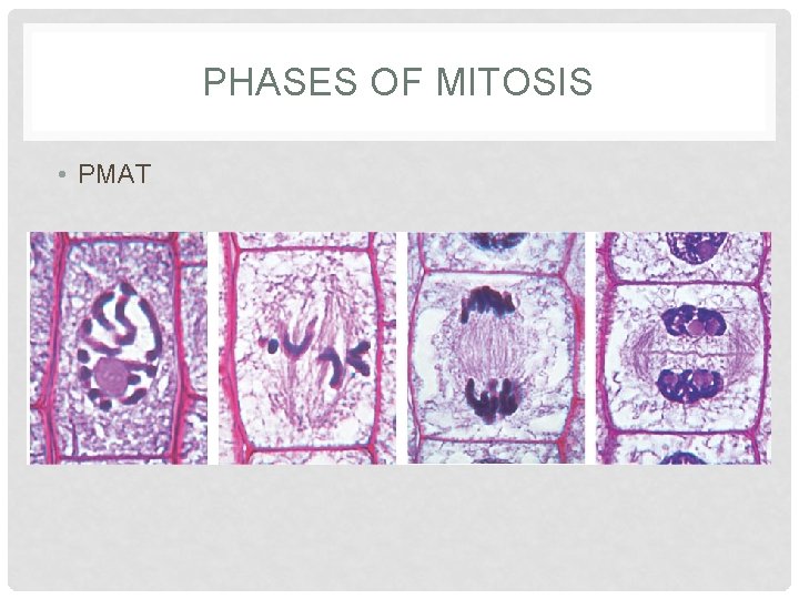 CELLS REVIEW CELL THEORY 1 All living things
