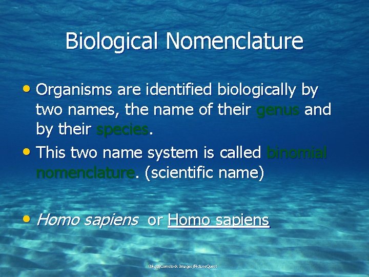 Parts of Chapter 6 and 7 MicroMarine Life