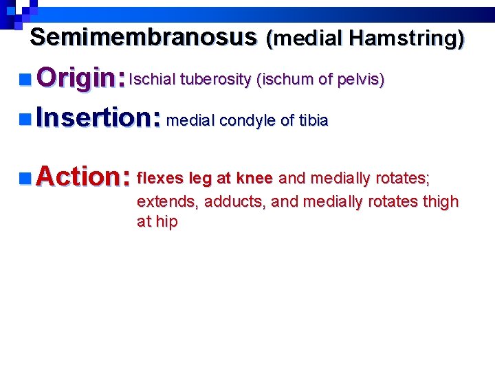 Set 10 Muscles Hip and Hamstrings Hamstring Muscle