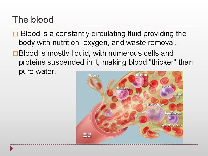 33The Cardiovascular System SC L 14 36 Factors