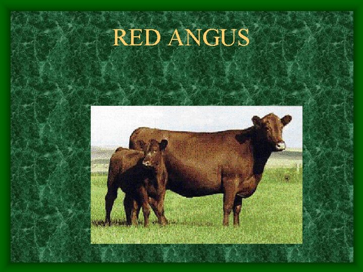 BEEF Cattle Bovine Production Food Safety StructureCuts Nutrition