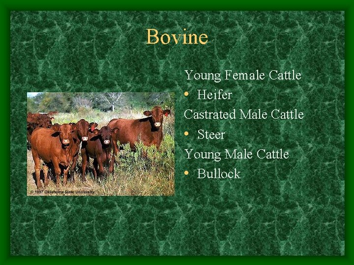 BEEF Cattle Bovine Production Food Safety StructureCuts Nutrition