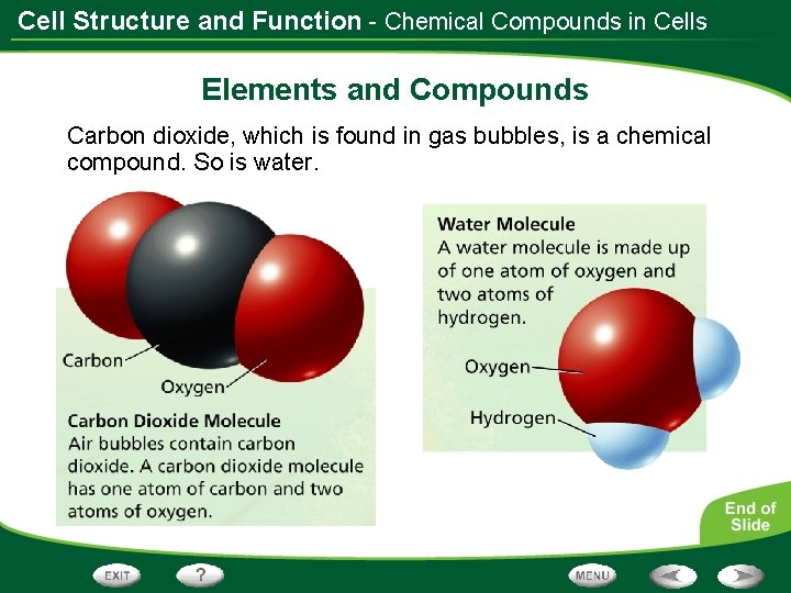 Cell Structure and Function Table of Contents Discovering