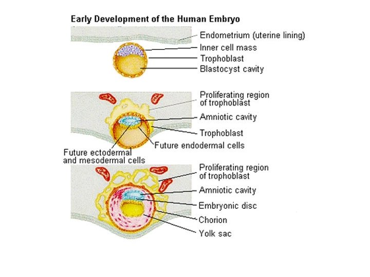 PERKEMBANGAN SELAPUT EKSTRA EMBRIONIK Plasentasi PERKEMBANGAN SELAPUT ...
