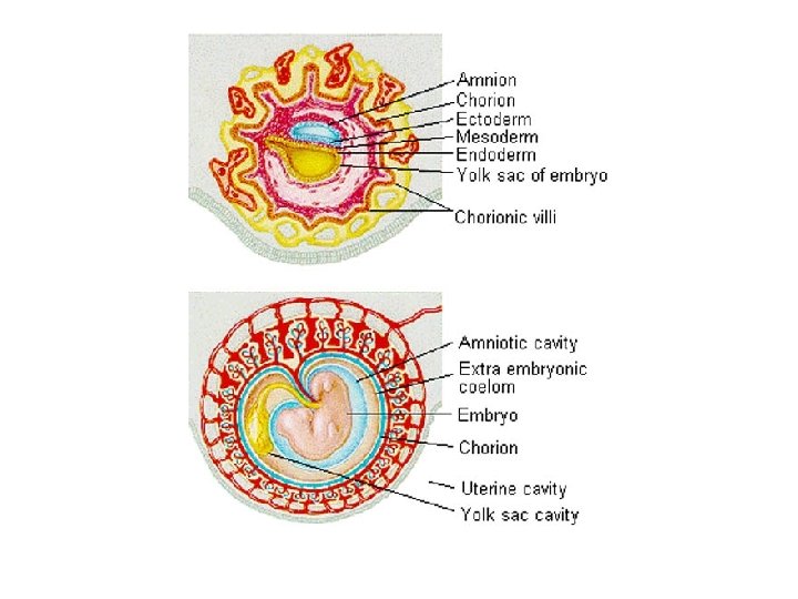 PERKEMBANGAN SELAPUT EKSTRA EMBRIONIK Plasentasi PERKEMBANGAN SELAPUT ...