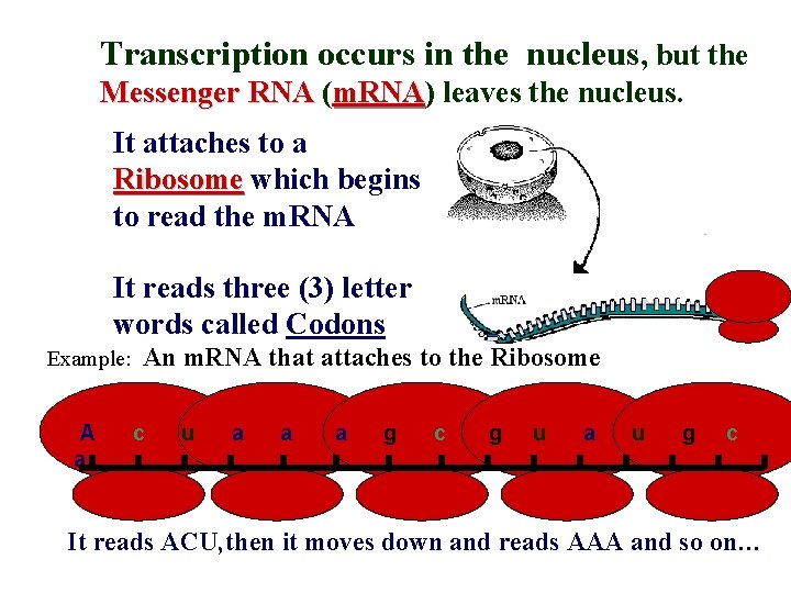 Objective 2 Biology Cell and Cell Structures Cells