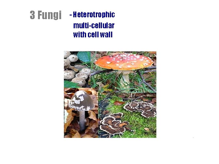 Objective 2 Biology Cell and Cell Structures Cells