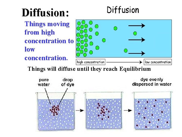 Objective 2 Biology Cell and Cell Structures Cells