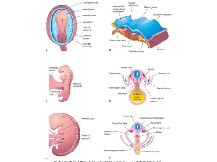 faa Muscular System Dr Nimir Dr Safaa Objectives